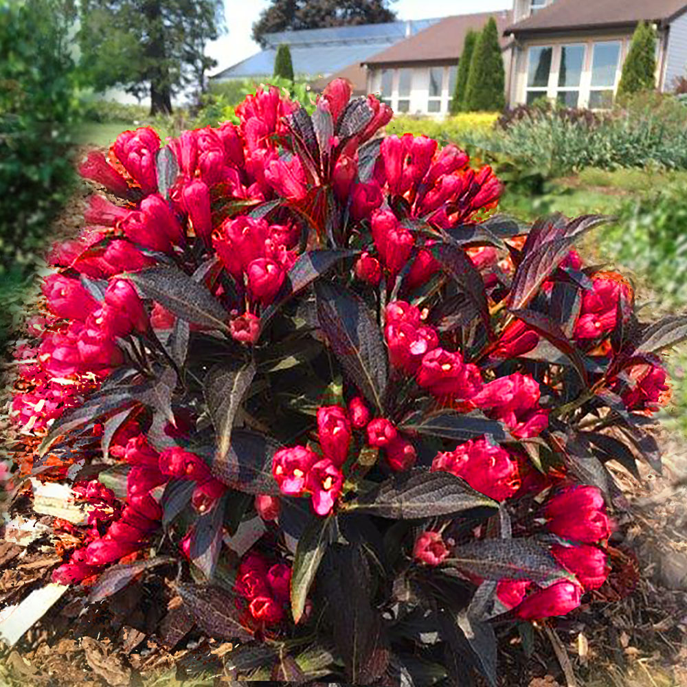 Törpe rózsalonc | Lombos cserjék és fák | Díszcserjék és fák | Díszítő ...